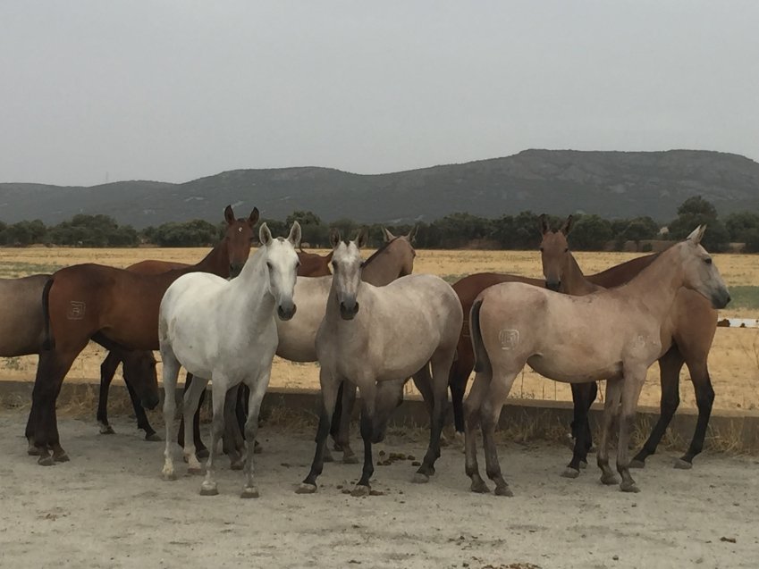 Potras de 1 año | YEGUADA ANTONIO MORETA